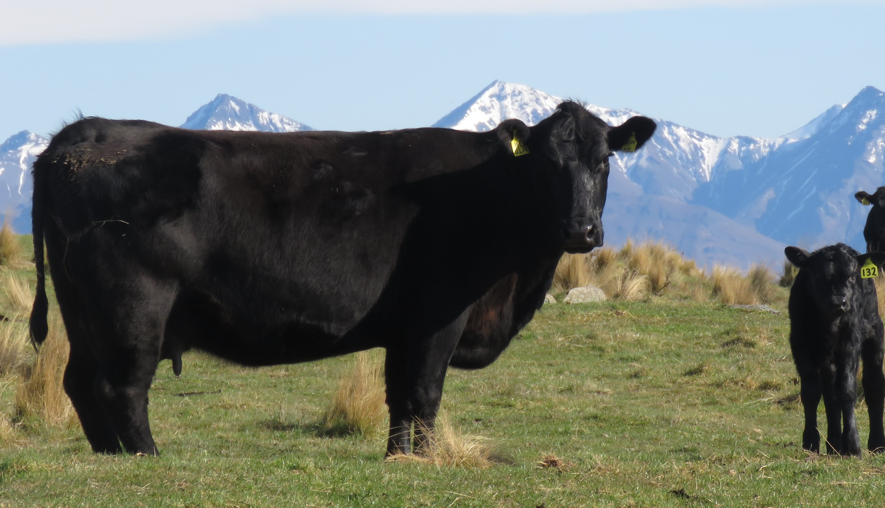 Our Breeding Cows | Fossil Creek Angus