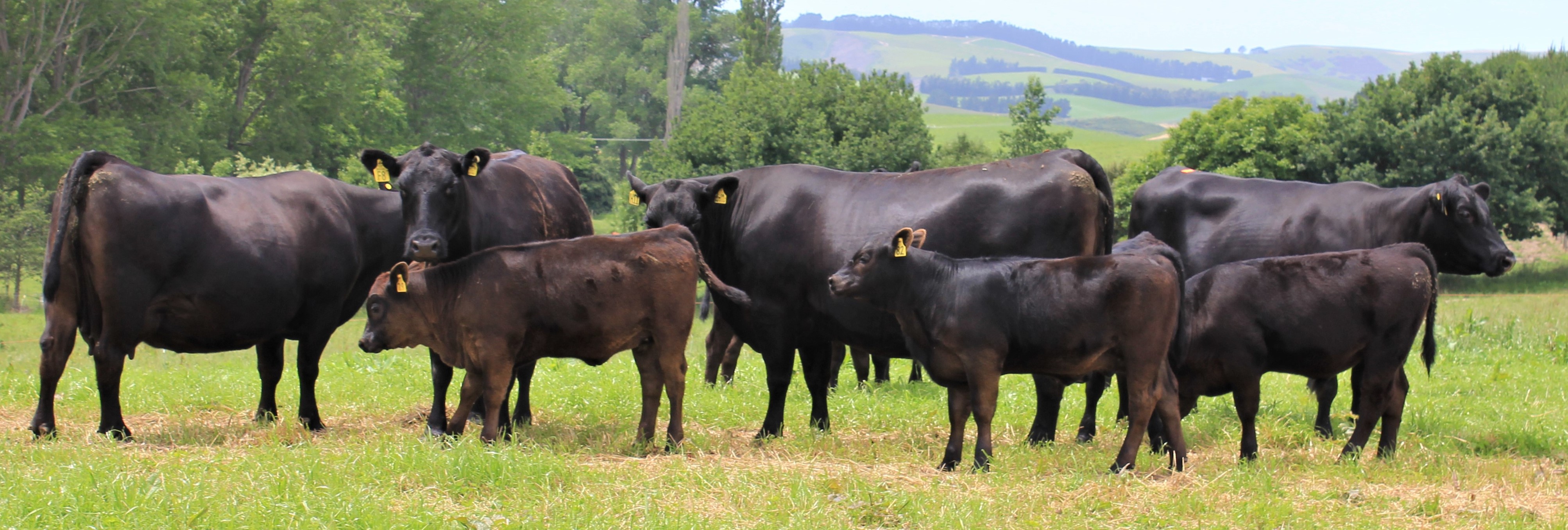 Our Breeding Cows | Fossil Creek Angus