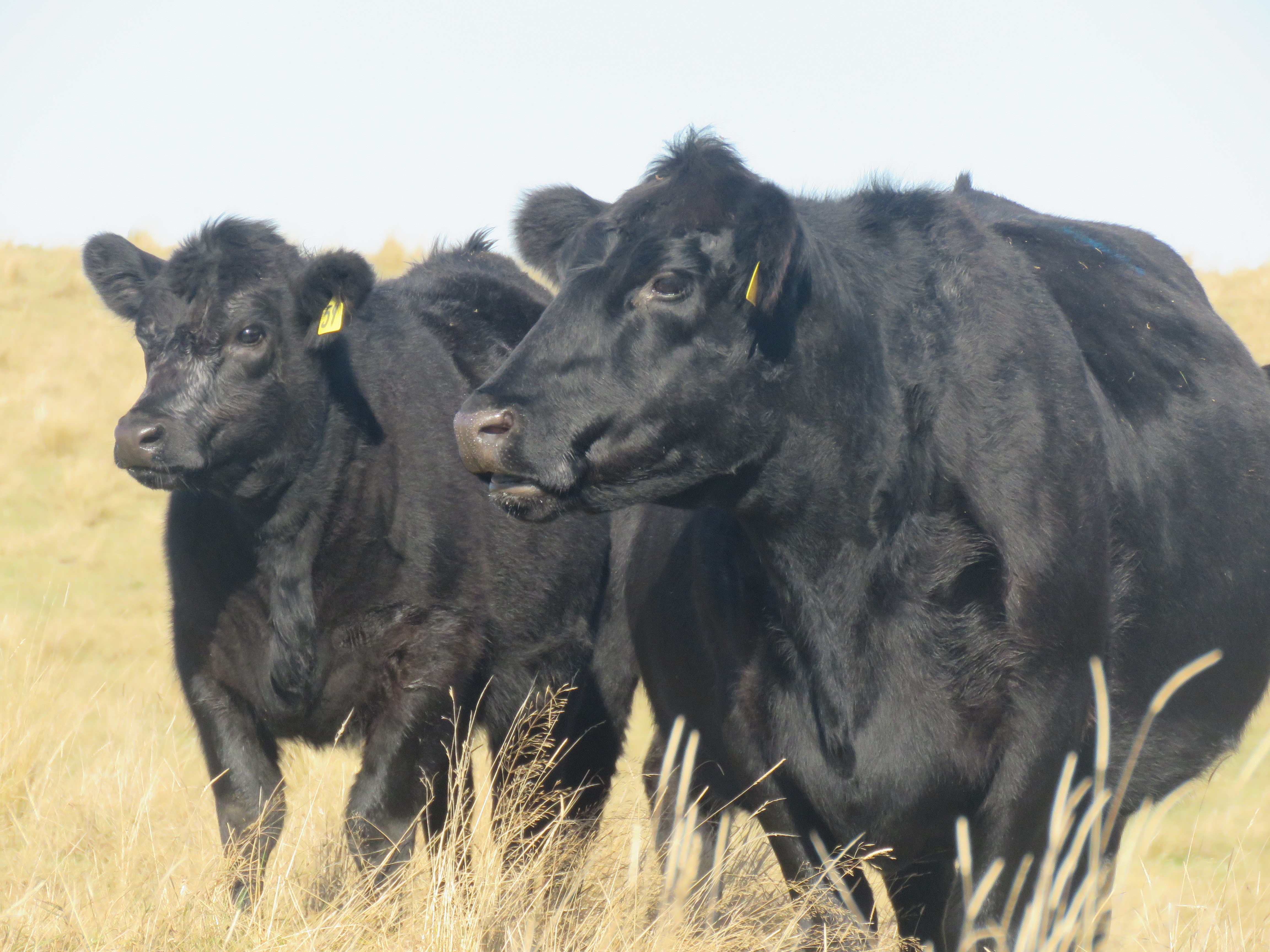 Our Breeding Cows | Fossil Creek Angus