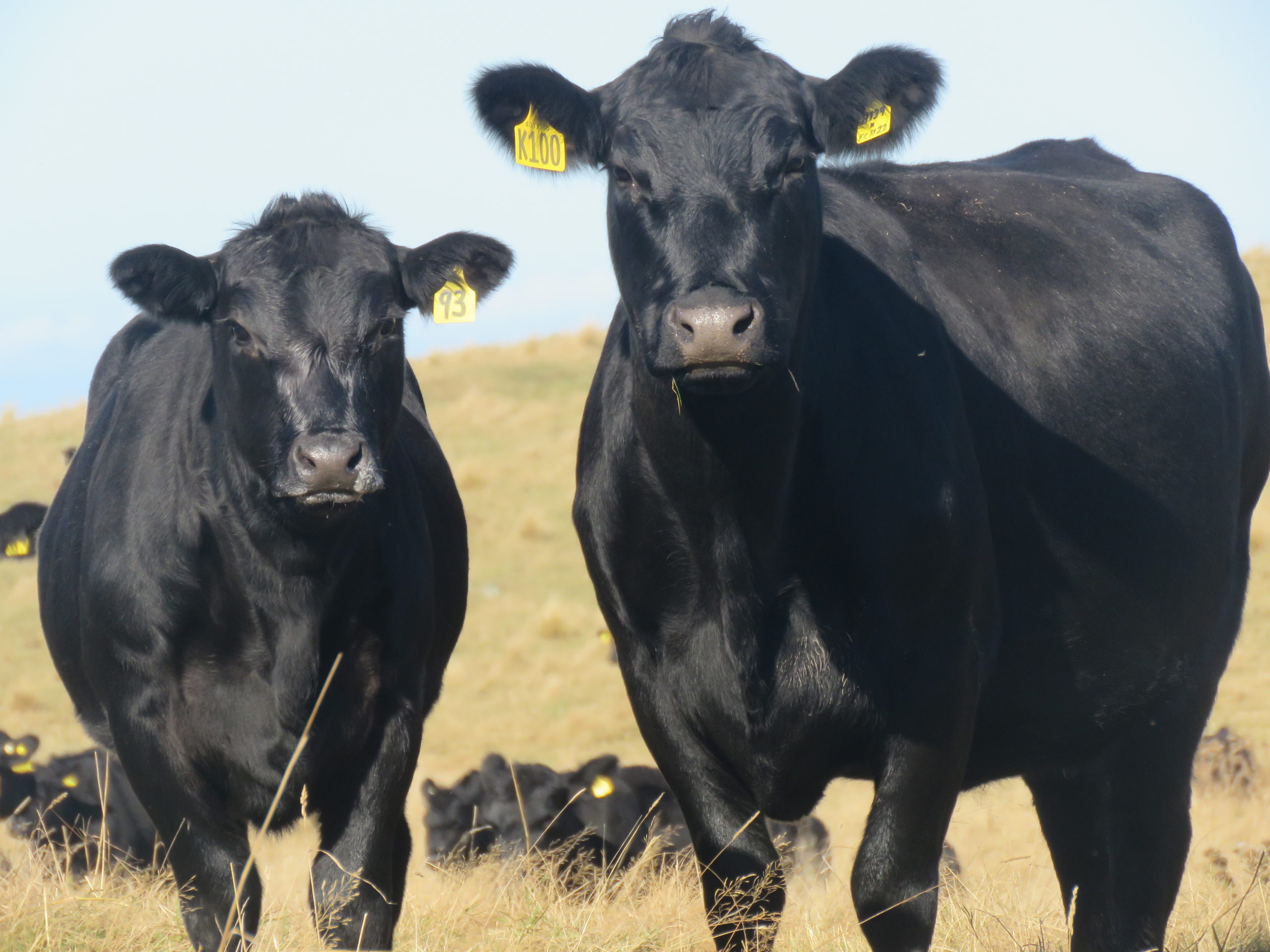 Our Breeding Cows | Fossil Creek Angus
