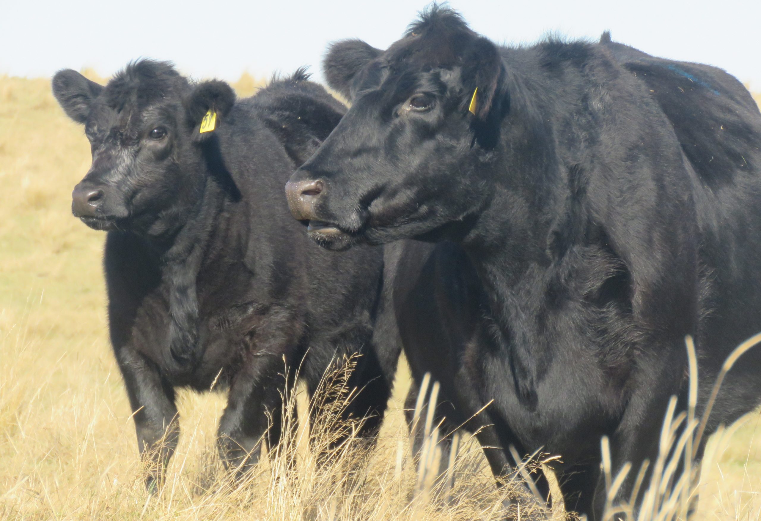 Our Breeding Cows | Fossil Creek Angus